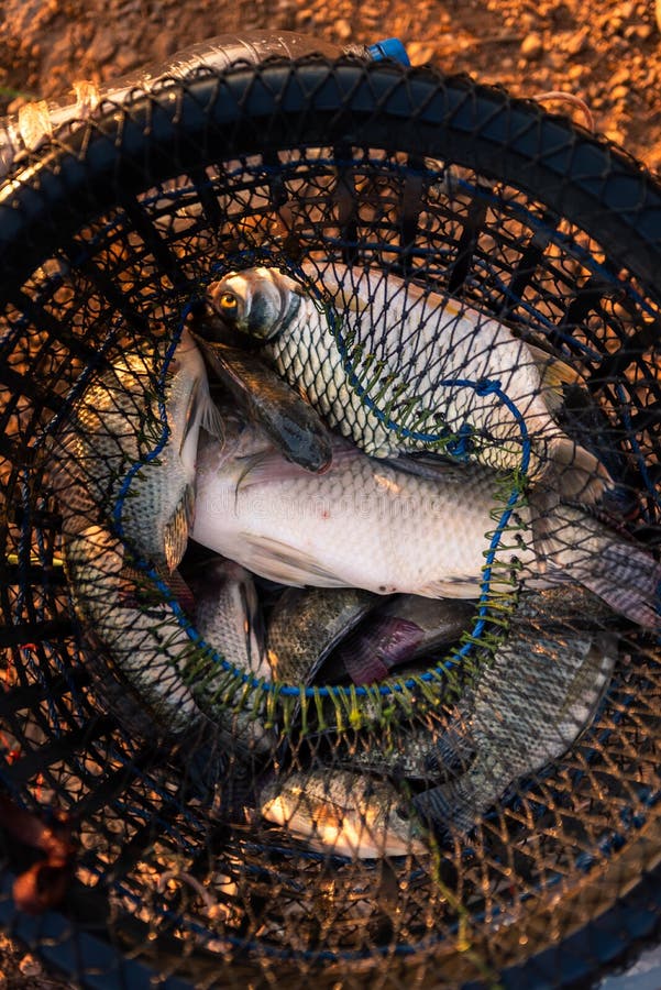 Fish in Hand Made Thai Fish Trap Stock Photo - Image of rural ...