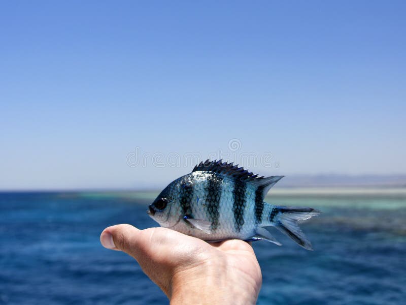 Fish in the Hand from the Red Sea Stock Image - Image of ocean, outdoor ...