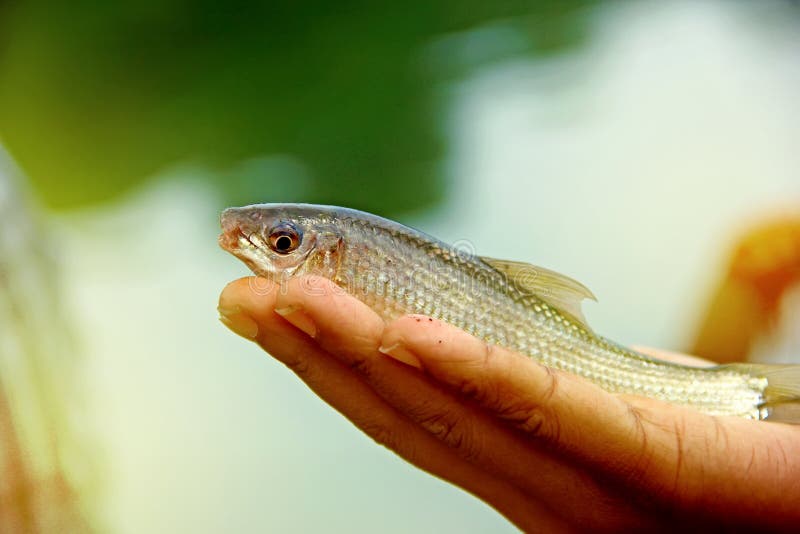 Fish in hand stock photo. Image of isolated, nature, animal - 94150784