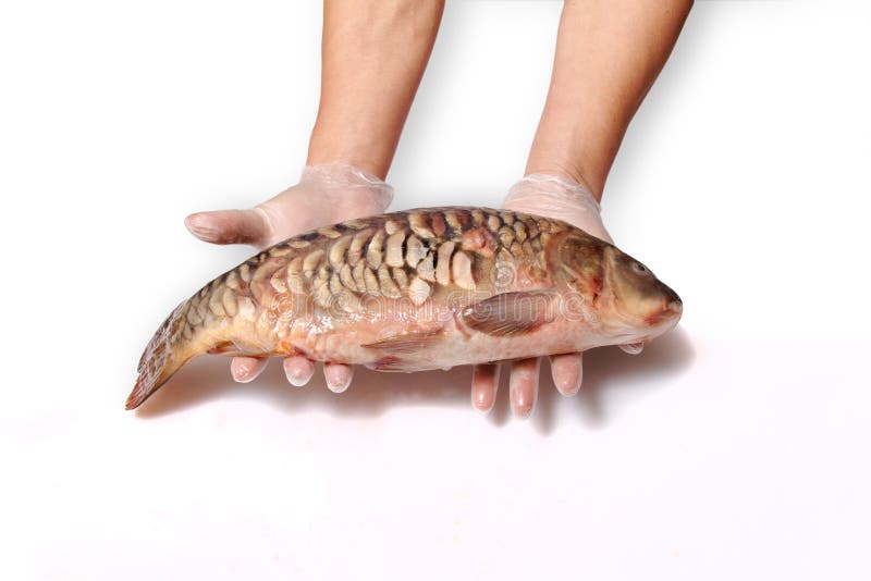 Fish In Hands. Royalty Free Stock Images - Image: 18148879