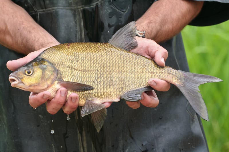 Fish in hands stock photo. Image of fishery, abramis - 22360270