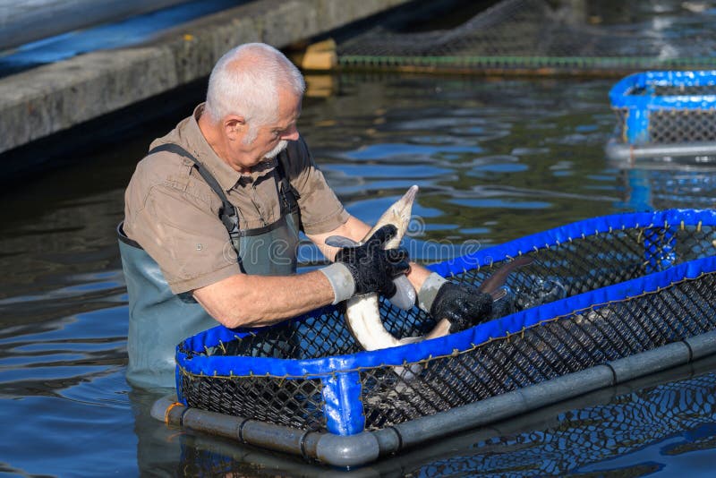 Fish in hands fisherman stock photo. Image of farming - 100753792