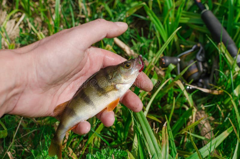 Fish in the Hands of the Fisherman Stock Image - Image of tackle ...