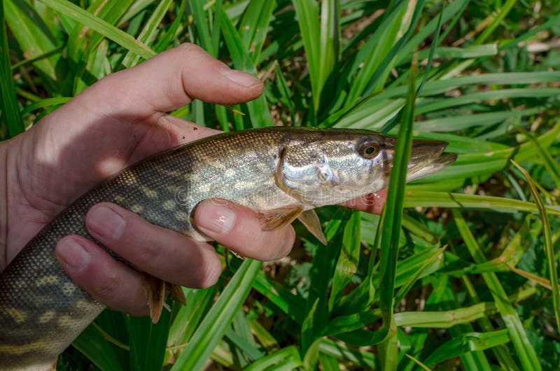 Fish in the Hands of the Fisherman Stock Photo - Image of fish, fishing ...