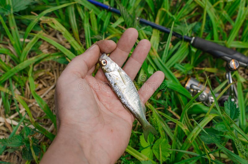 Fish in the Hands of the Fisherman Stock Image - Image of catch, hook ...