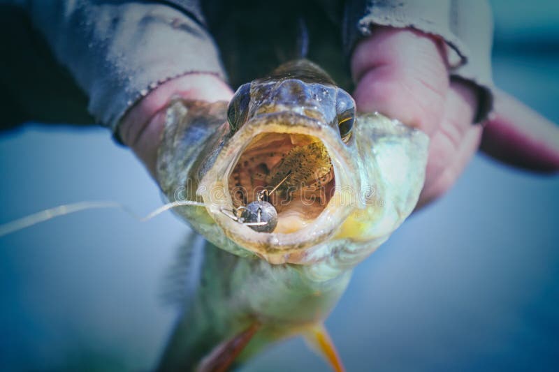 The Fish is in the Hands of a Fisherman. Stock Image - Image of fishing ...