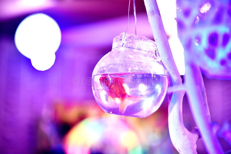 Fish . Hanging Glass Jar with a Goldfish , Stock Photo - Image of ...