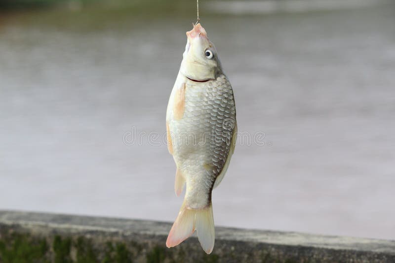 Fish hanging on the hook stock photo. Image of wild - 217742572