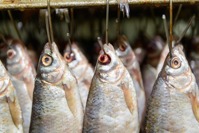 437 Fish Hanging Hooks Stock Photos - Free & Royalty-Free Stock Photos ...