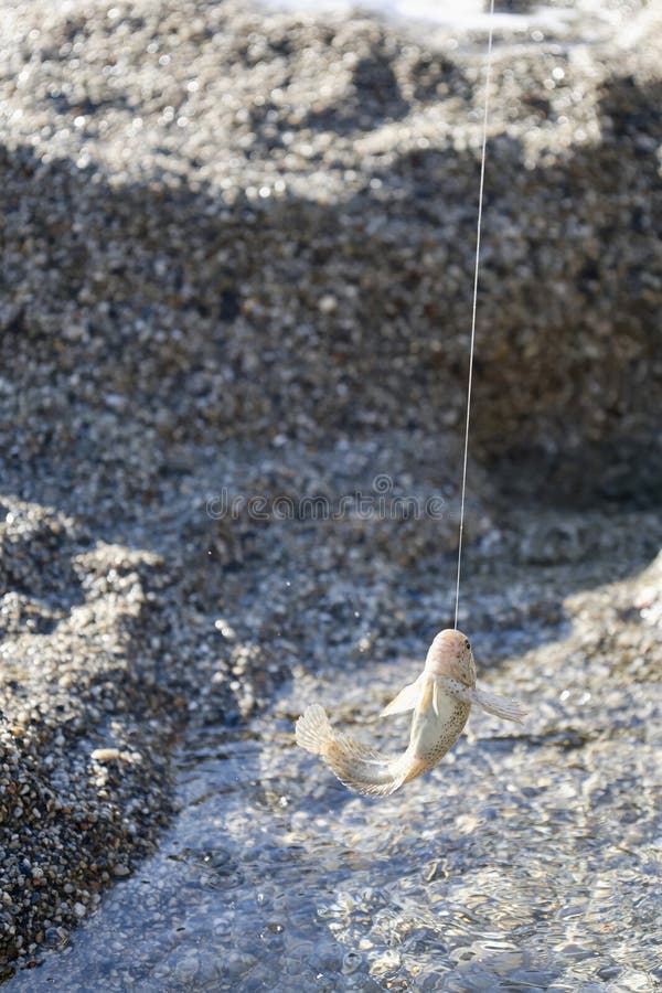 Fish hanging ocean. stock photo. Image of island, amazing - 353178998