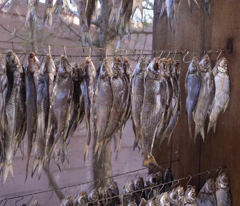 Dried Fish Hanging on a Rope. Taranka at Home. Stock Photo - Image of ...