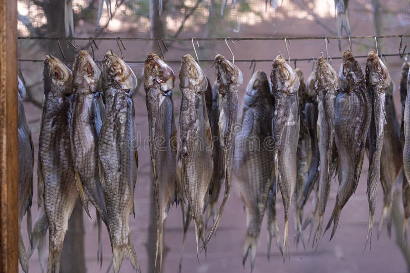 Dried Fish Hanging on a Rope. Taranka at Home. Stock Image - Image of ...