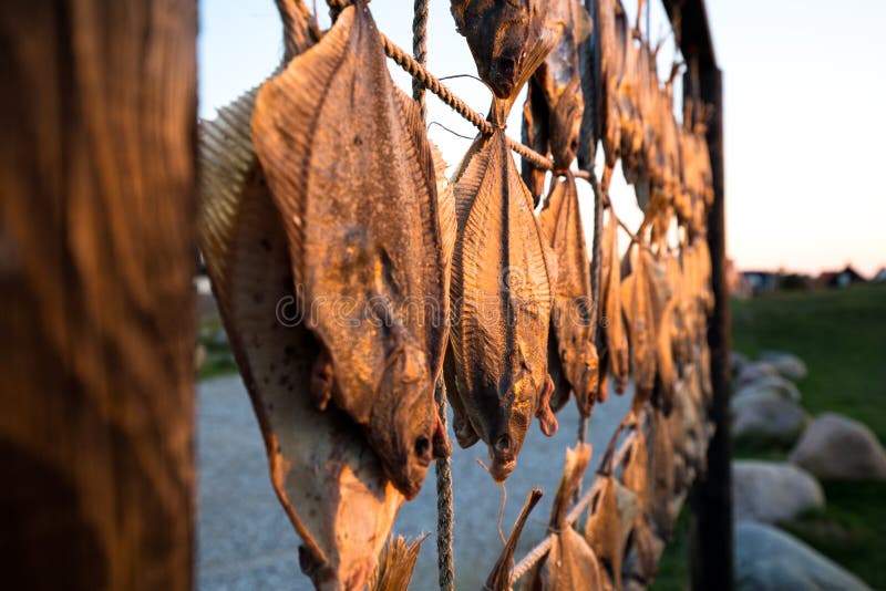 Fish Hanging To Dry at Beach in Denmark Stock Photo - Image of dried ...