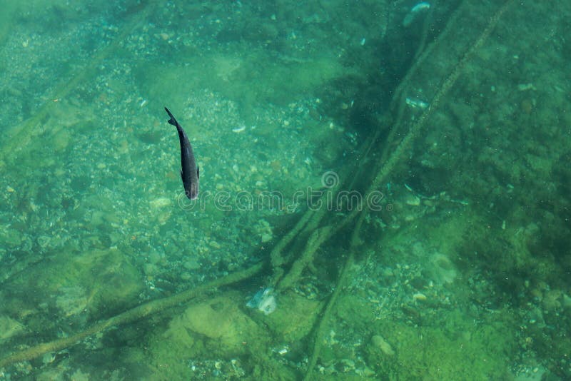 Fish in the harbor stock image. Image of beauty, fish - 94036233