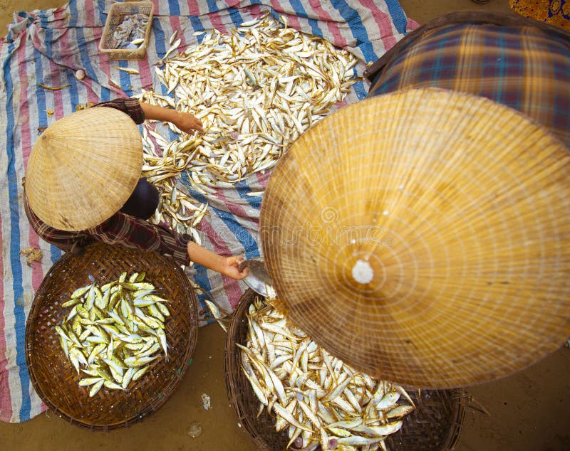 Fish harvest editorial image. Image of clothing, fish - 283906410