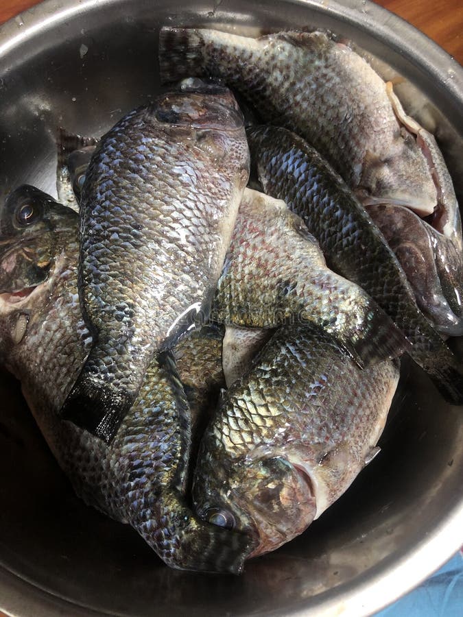 Fish that has been cleaned stock photo. Image of tilapia - 276097346