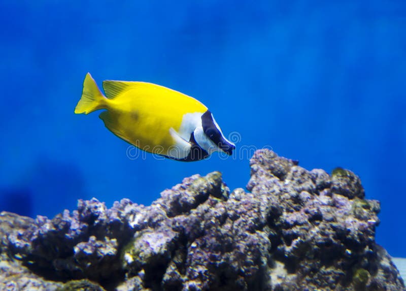 Foxface Rabbit Fish. stock image. Image of underwater - 131810307