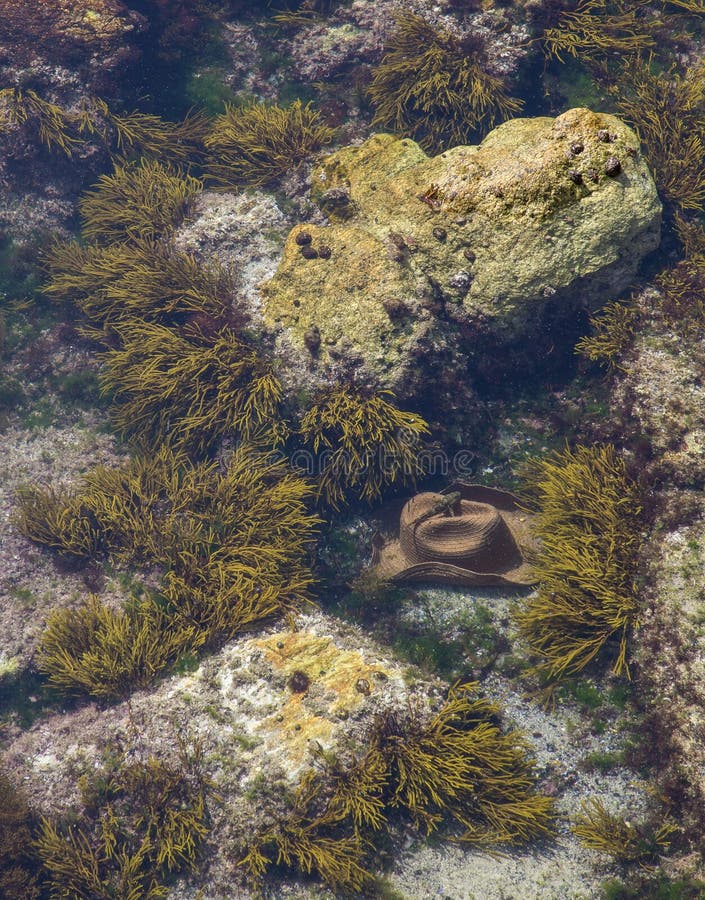 A fish in a hat stock photo. Image of shore, ocean, sailor - 169910178