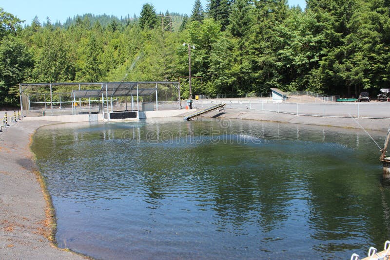 Fish Hatchery stock photo. Image of hatch, release, fishing - 25672496