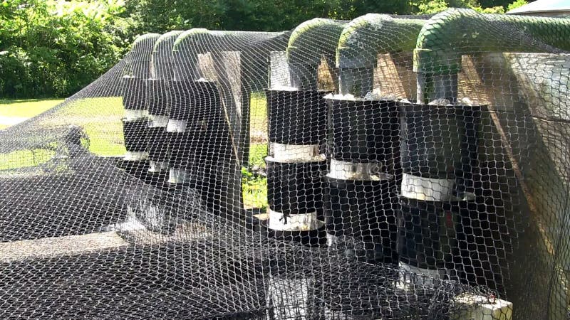 Fish Hatchery Filtration System Stock Video - Video of freshwater, fish ...