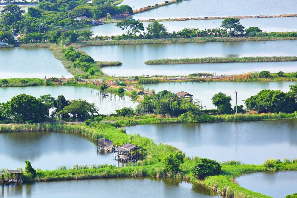 Fish Hatchery Pond stock image. Image of tree, aquaculture - 20861841