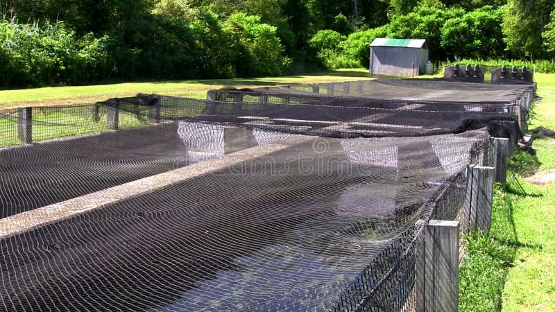 Fish hatchery raceway stock video. Video of commercial - 347222067