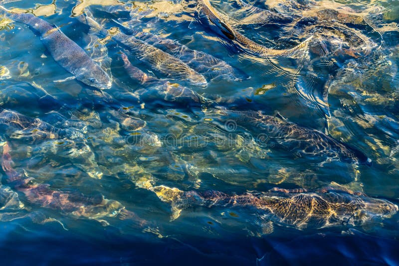 Fish Hatchery Salmon 5 stock photo. Image of fish, washington - 340130736