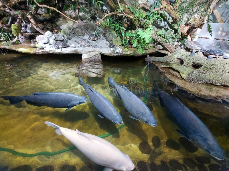 X22 Ball Cutter Stock Photos - Free & Royalty-Free Stock Photos from ...