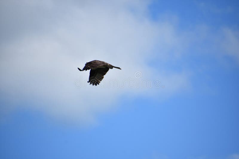 Fish Hawk Bird Folded Wings Maine Stock Photos - Free & Royalty-Free ...