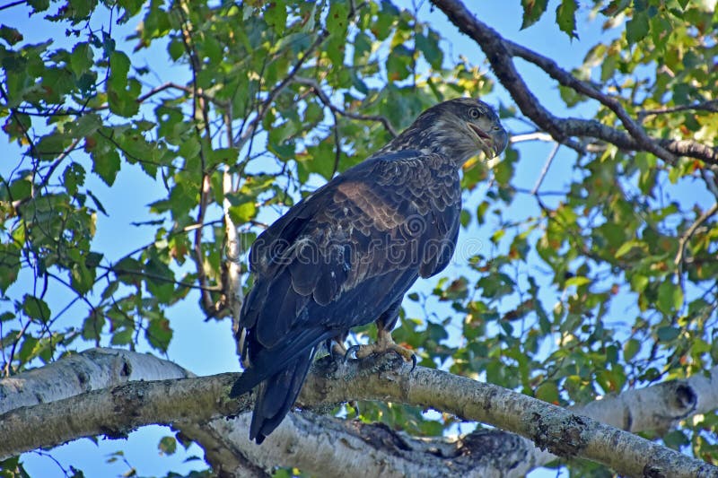 Fish Hawk Bird in a Tree Top Stock Photo - Image of feather, sitting ...