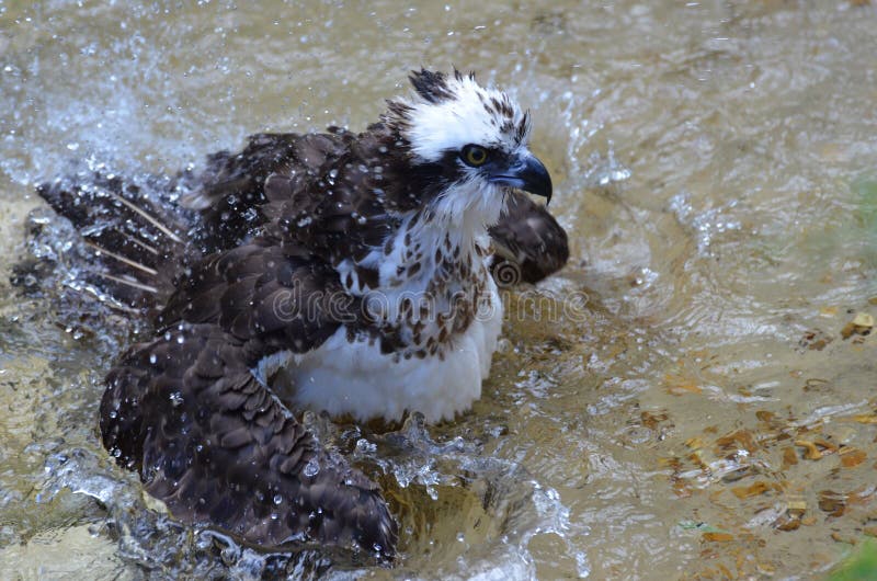 Fish Hawk Splashing in Water Stock Photo - Image of aves, mammal: 79375584