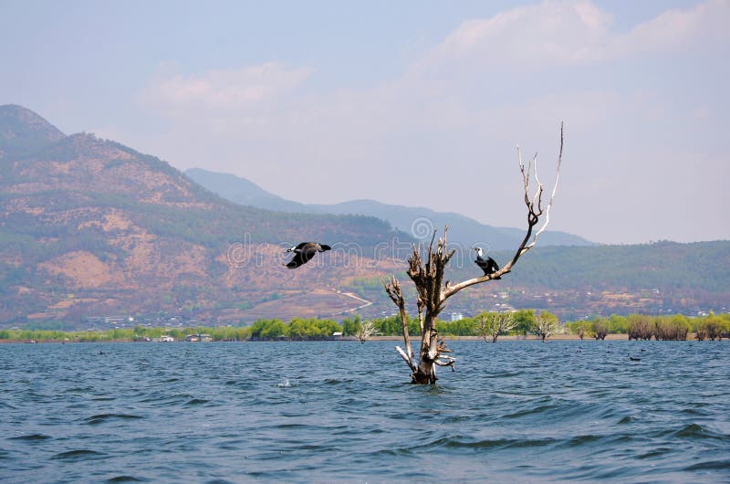 Fish hawk stock image. Image of yunnan, lake, china, cormorant - 39757647