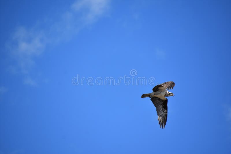 Fish Hawk with Wings Folded in Flight Stock Image - Image of skies ...