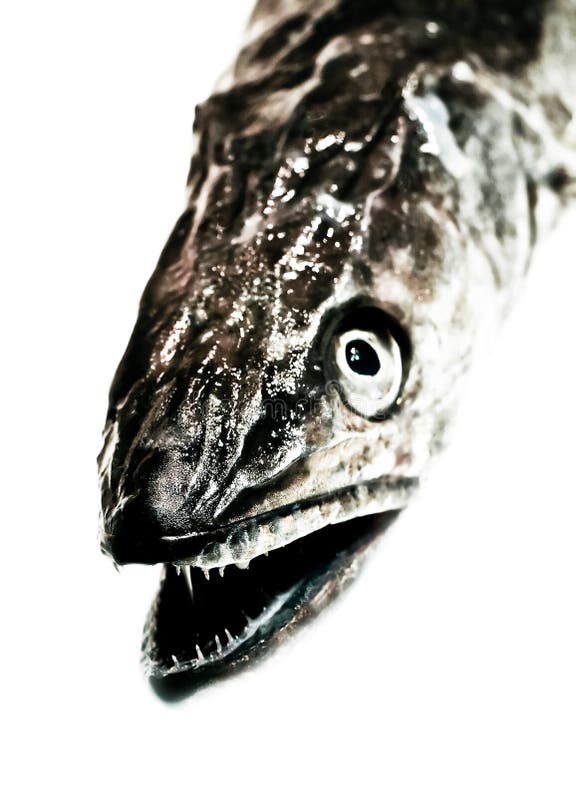 Fish head stock photo. Image of fishing, head, healthy - 12342020