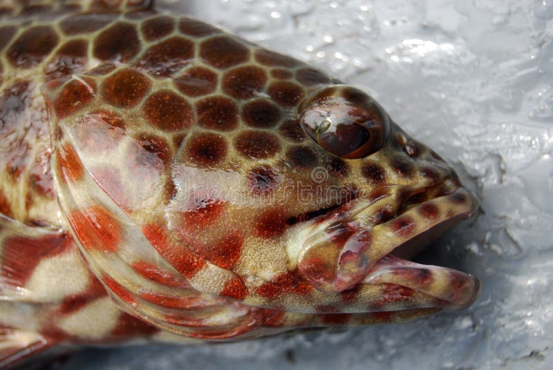 Fish head stock photo. Image of animal, water, food, gill - 14062956
