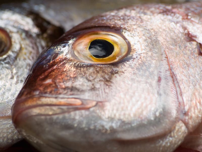 Fish head stock photo. Image of stack, nutrition, catch - 16255716