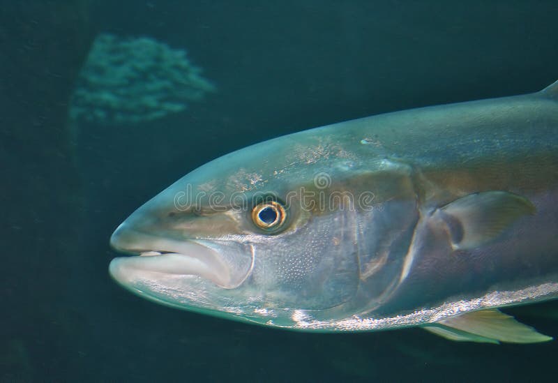 Fish head stock image. Image of water, head, swimming - 1749021