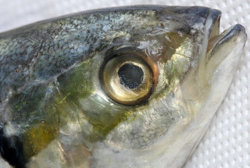 Fish Head stock photo. Image of life, market, super, food - 1983880