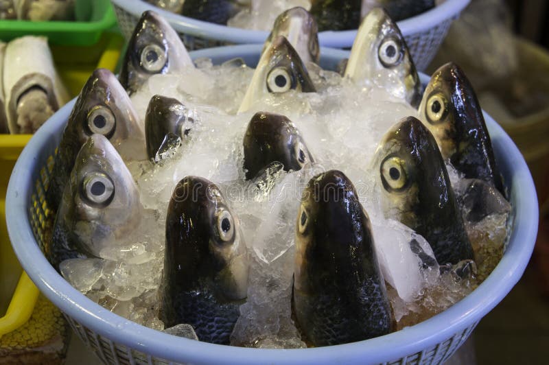 Fish head stock image. Image of white, milk, cold, head - 26828647