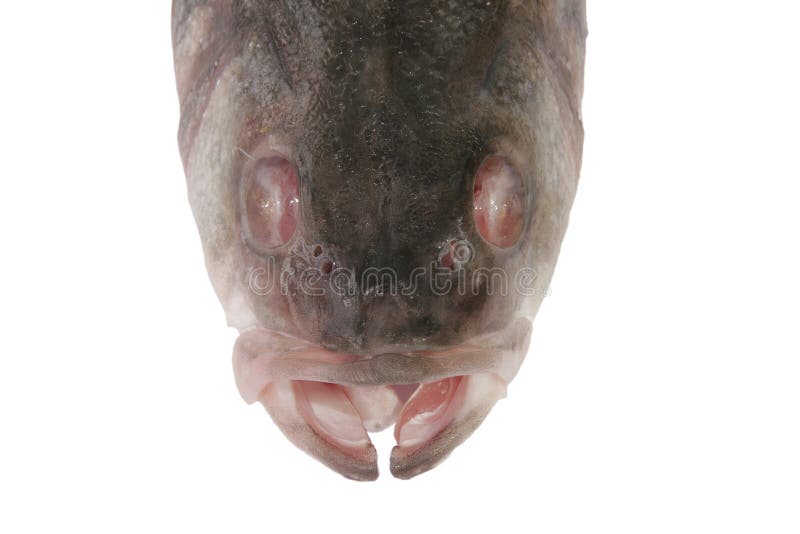 Fish head stock image. Image of dinner, diet, seafood - 28370269