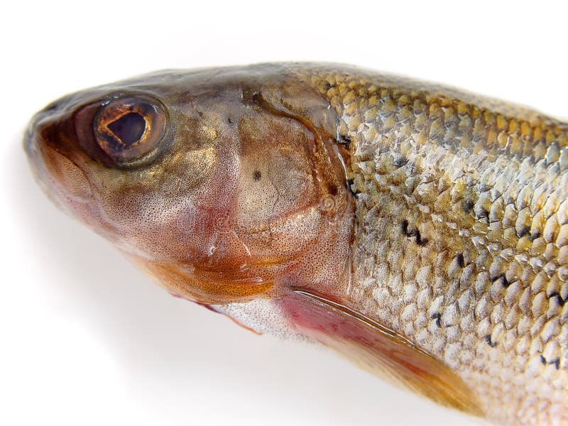 Fish head stock image. Image of fishing, preparation, domestic - 3471071