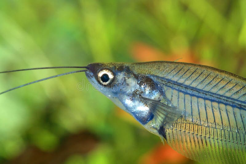 Fish head stock photo. Image of ocean, tank, creature - 3766008