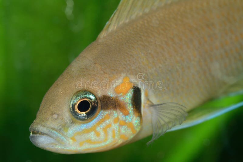 Fish head stock image. Image of close, animal, aquatic - 4011115