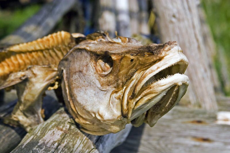 Fish head stock photo. Image of animals, codfish, freak - 5675866