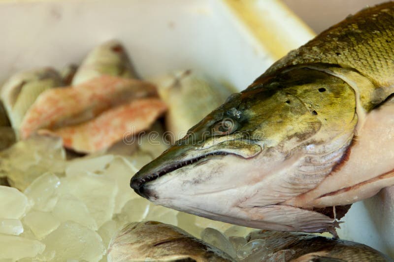 Fish Head stock image. Image of america, fishing, health - 54646261