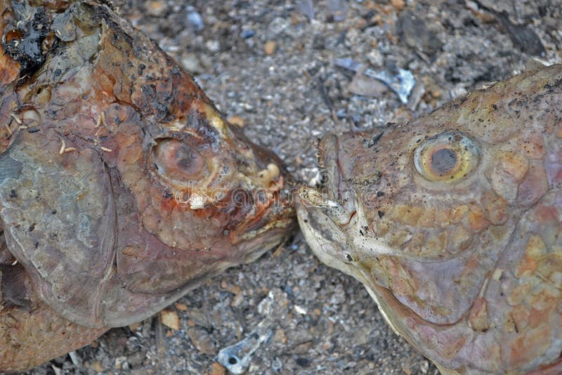 Stinking Fish Stock Photos - Free & Royalty-Free Stock Photos from ...