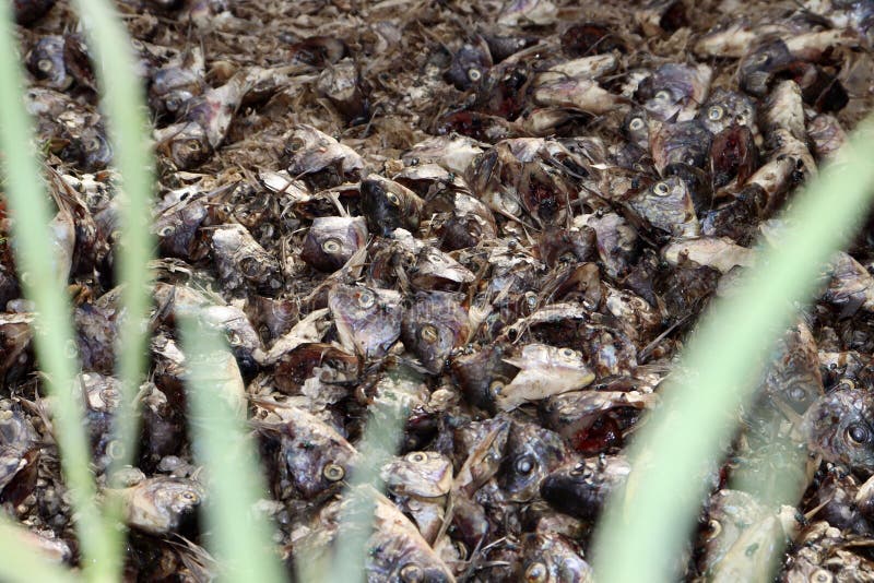 Fish head stock image. Image of garbage, fish, carcasses - 188626115