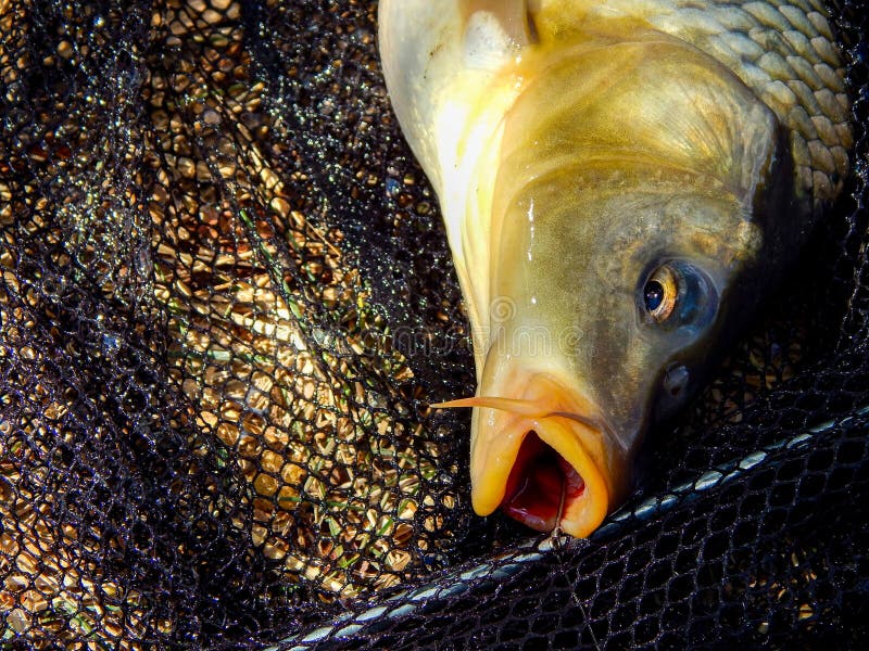 Fish Head Caught on a Hook, Carp Close-up Stock Image - Image of lake ...