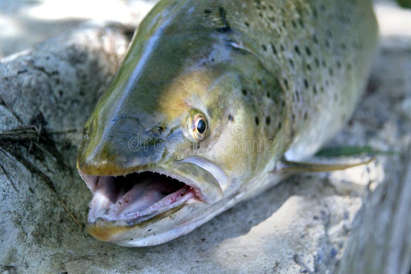 Fish head detail stock photo. Image of fish, wild, close - 4801150