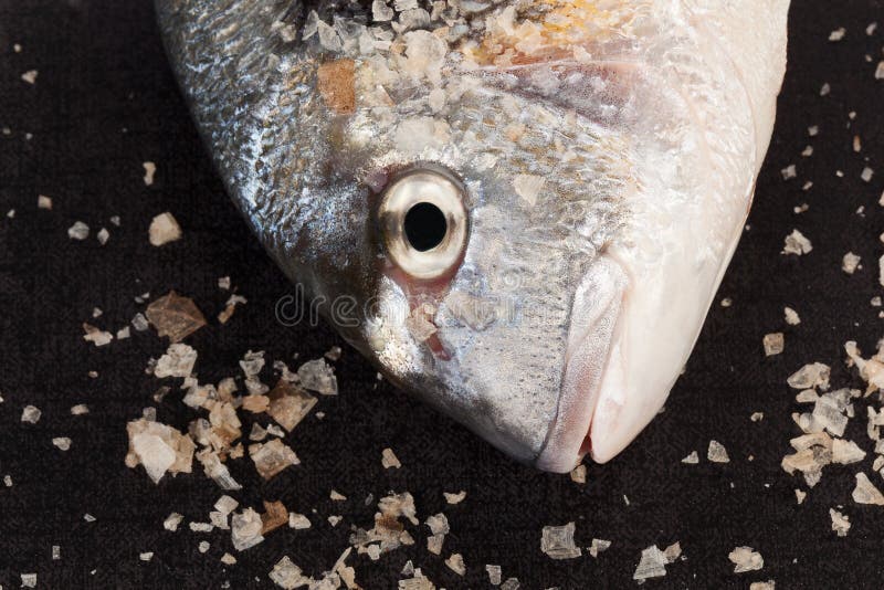 Fish Head Detail Isolated on Black. Stock Image - Image of luxurious ...